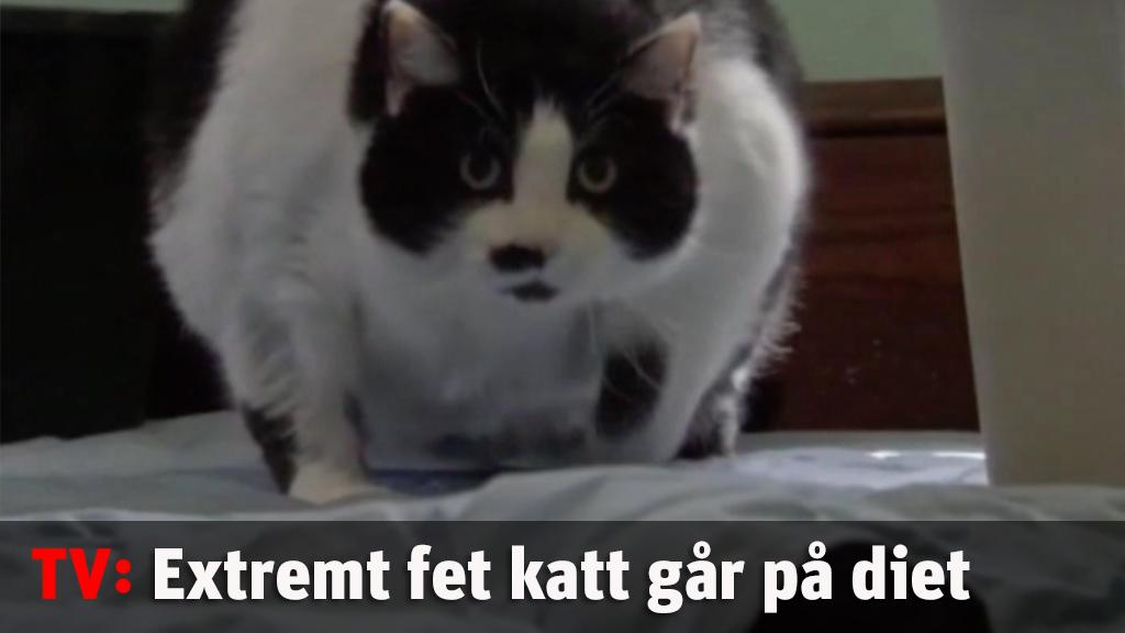 Extremt fet katt går på diet - Aftonbladet TV