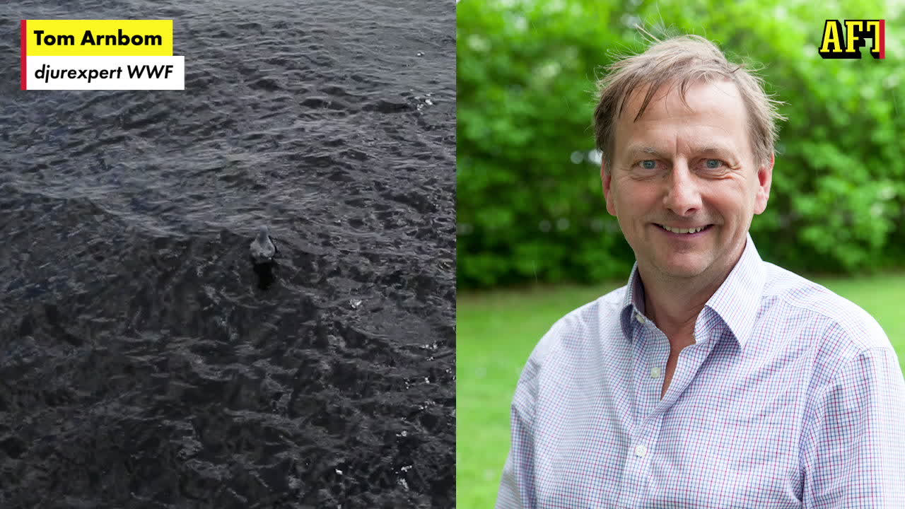 Så försvarar du dig när fiskmåsar går till attack