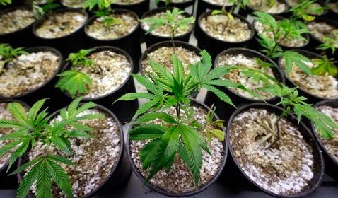 Polisen beslagtog 75 kilo marijuana