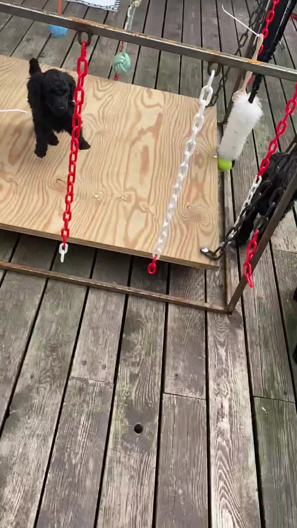 Hundevalper - adressa.no