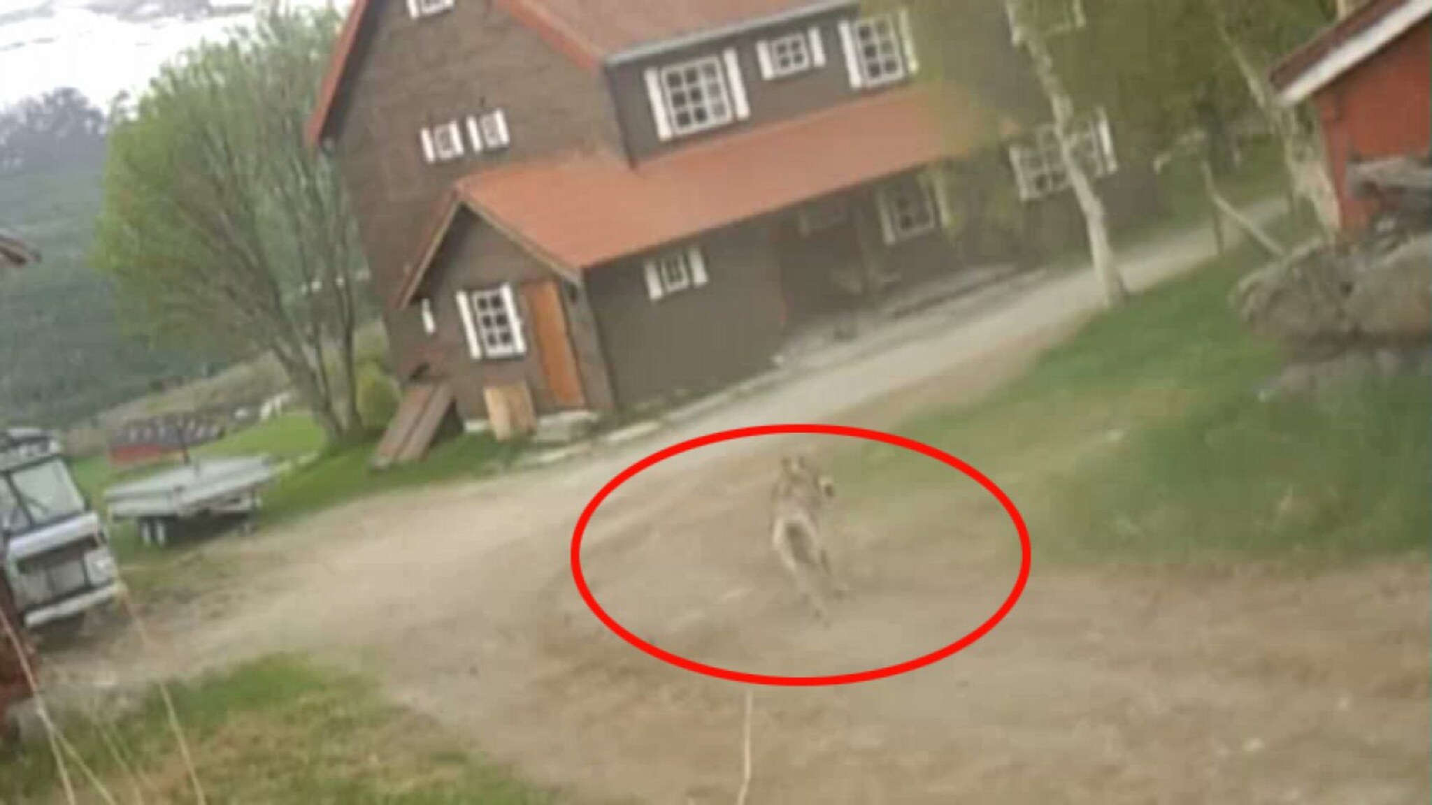 Derfor trenger vi ulv i Norge