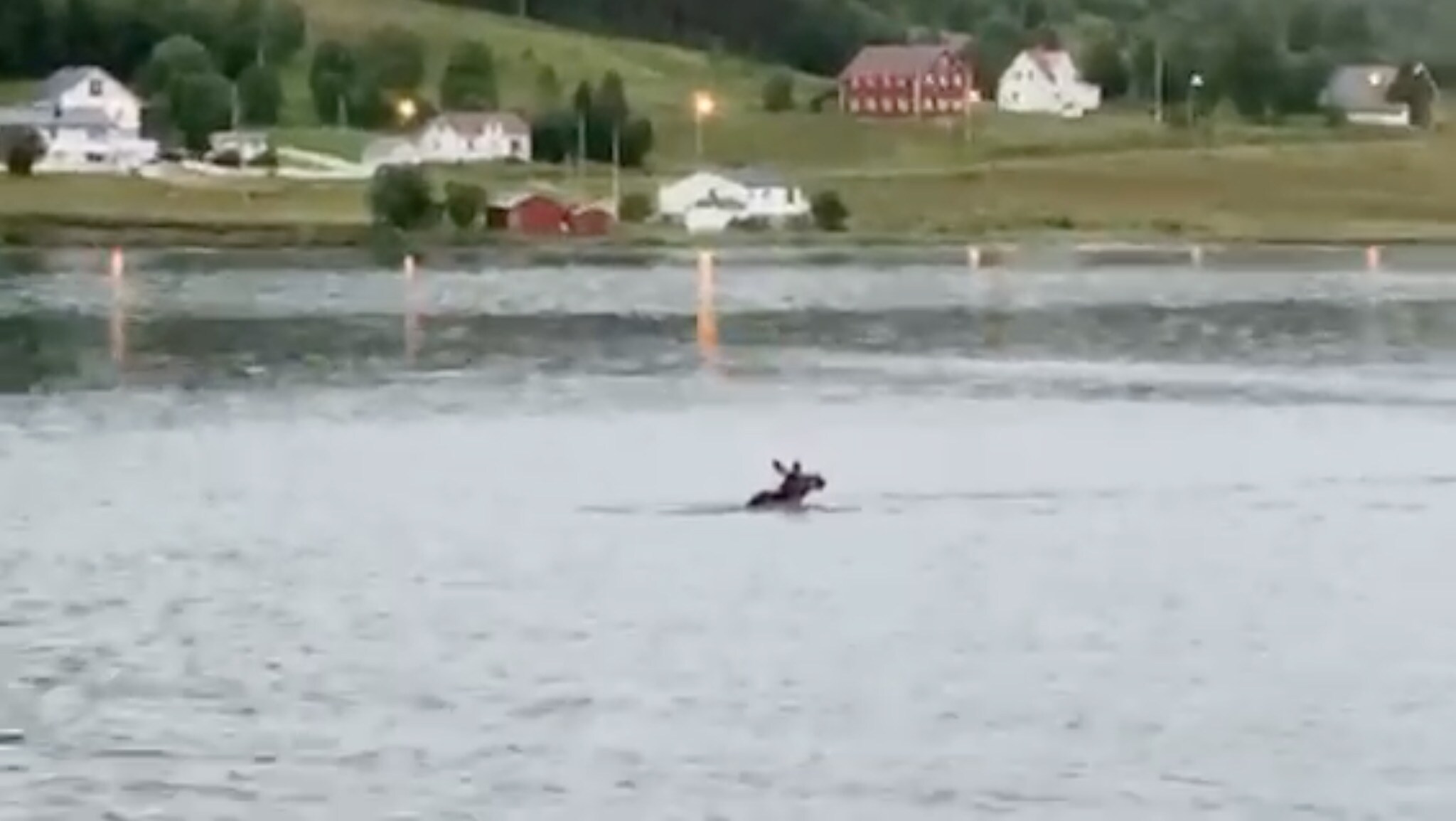 Elgen er ikke bare skogens konge