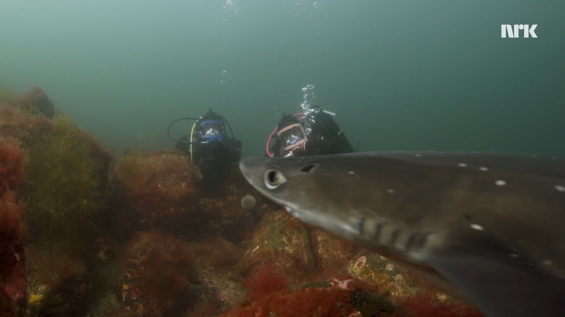 Dykker med pigghå i ny tv-serie