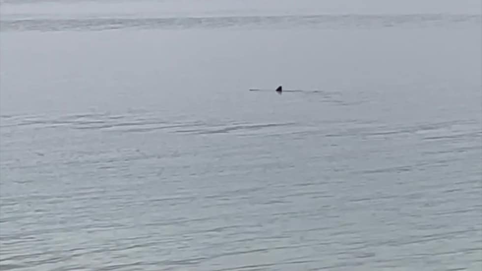 Filmet hai i strandkanten - vol.no