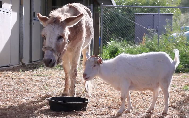 Deprimert geit nekter å spise før han får se esel-bestevennen