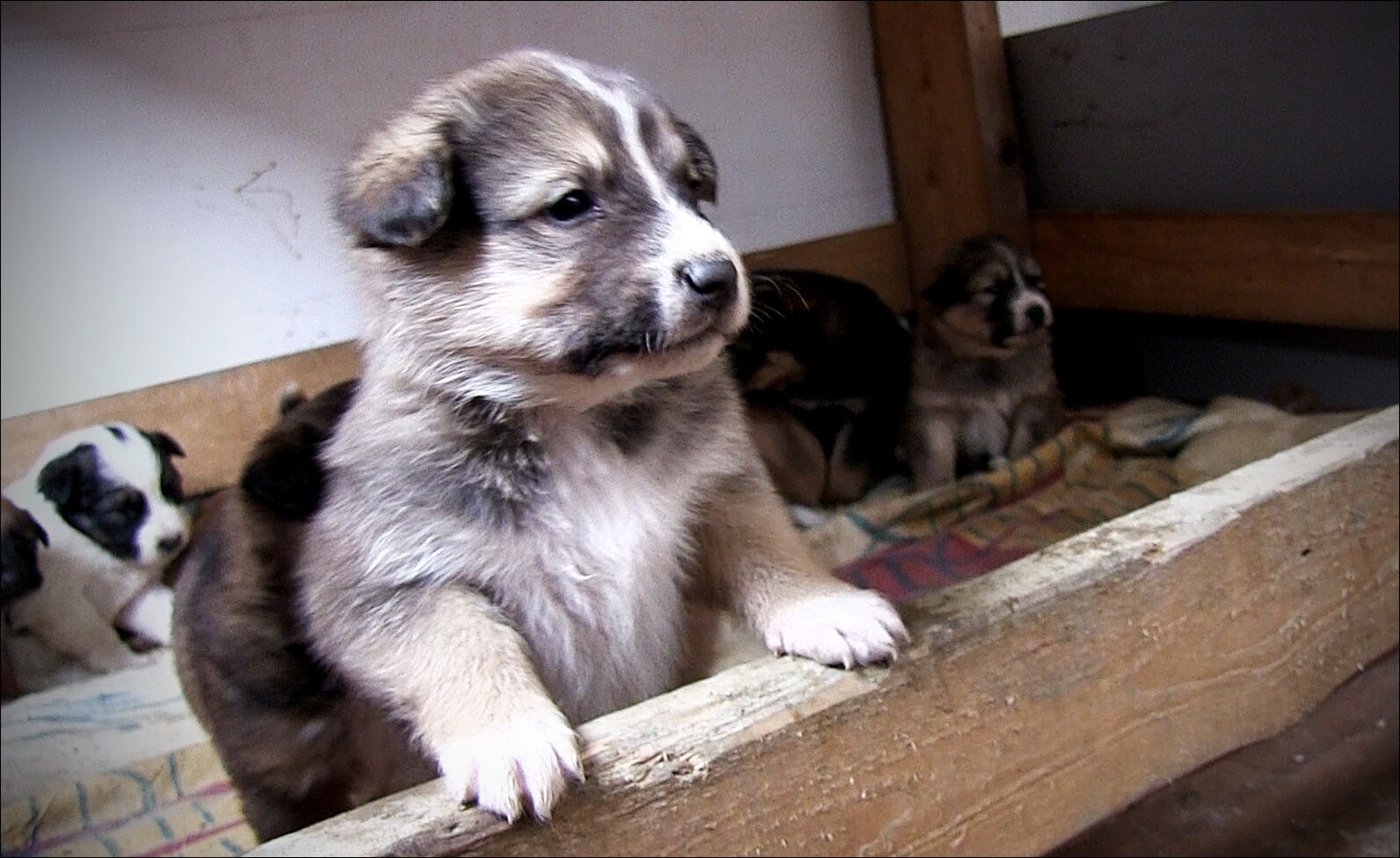 Hundevalper reddet fra sikker OL-død - VGTV