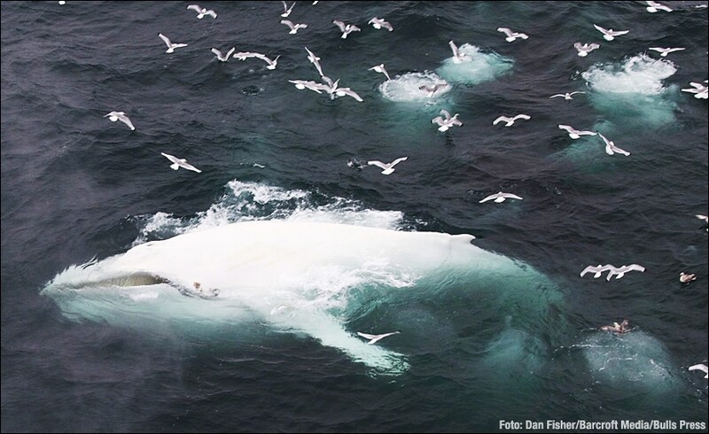 Tok unike bilder av sjelden hvit hval på Svalbard