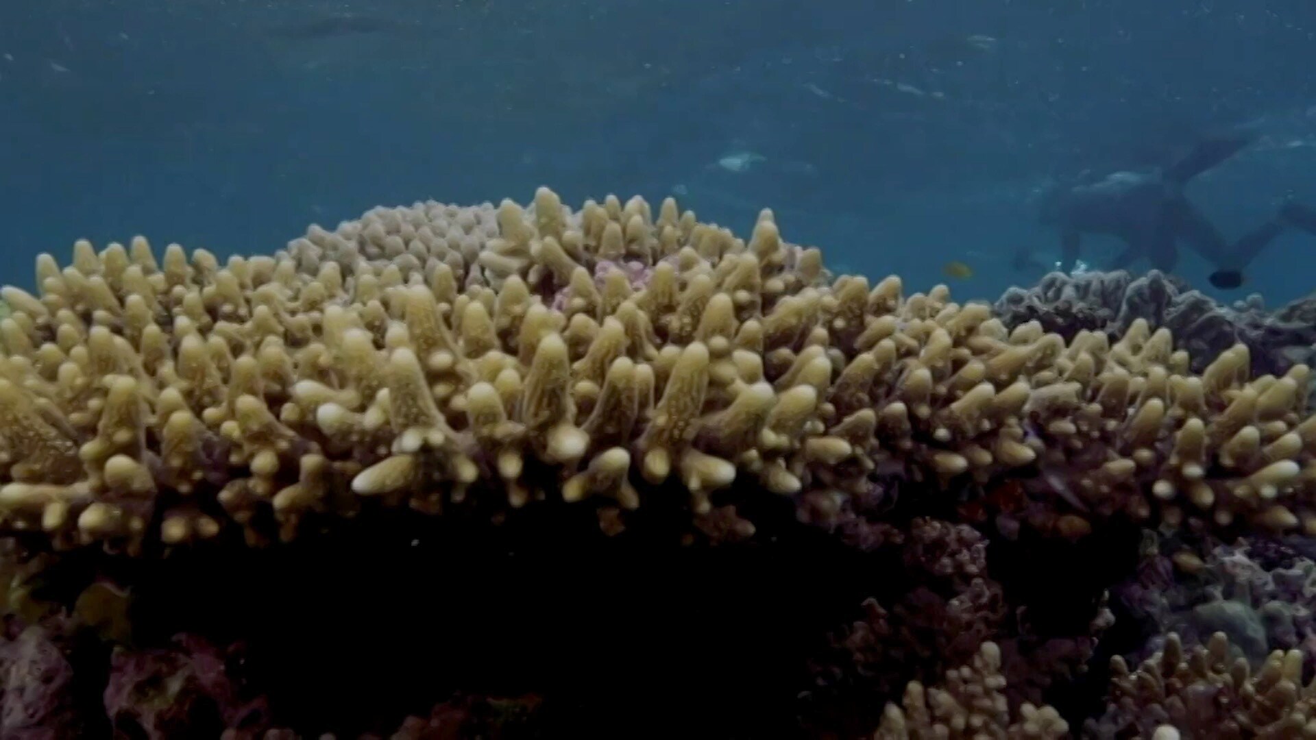 VG Nyheter: 99 % av verdens største korallrev kan bli ødelagt - VGTV