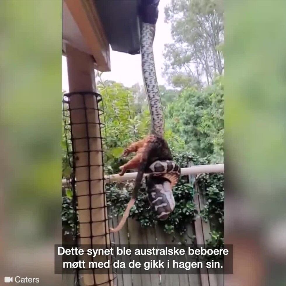 Slange spiser pungrotte - VGTV