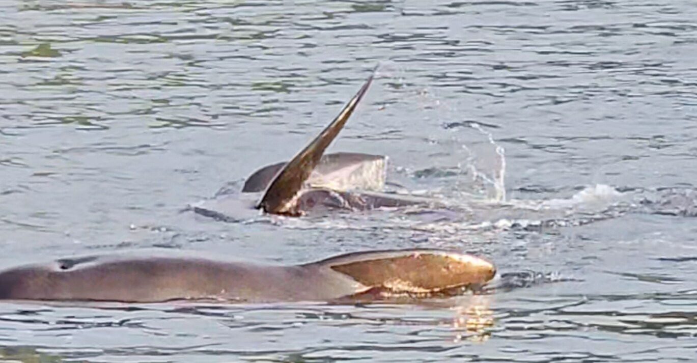 Spektakulært hval-møte i Eidsfjorden: – Mistet tellingen etter 80 - VGTV