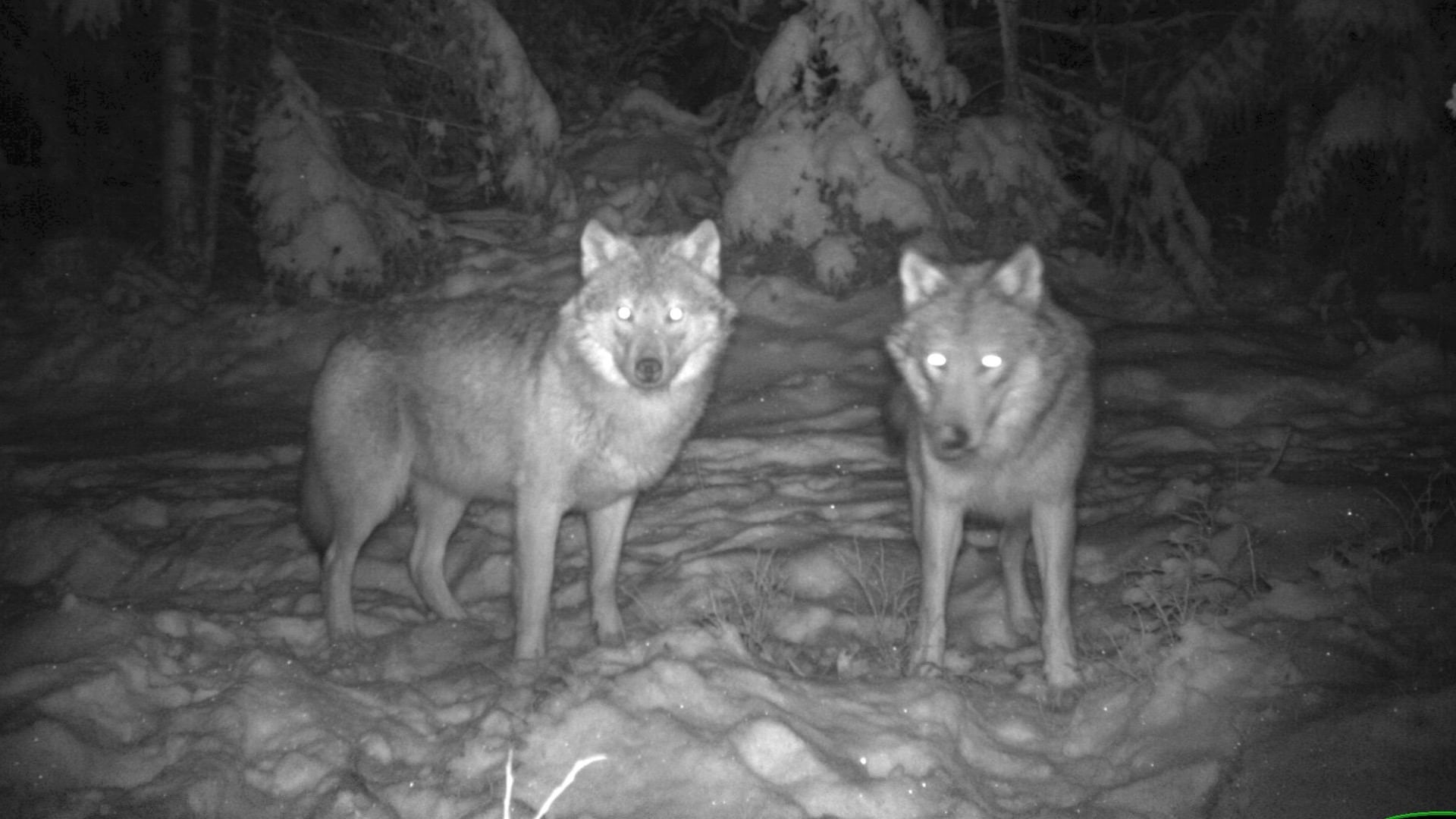 Se, så nær Oslo er ulven! - VGTV