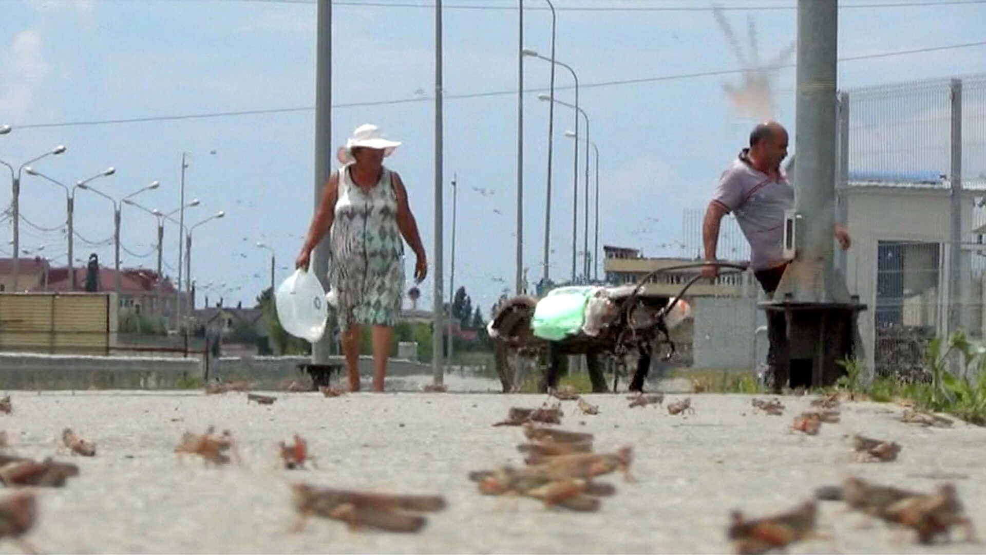 OL-by invadert av gresshopper - VGTV