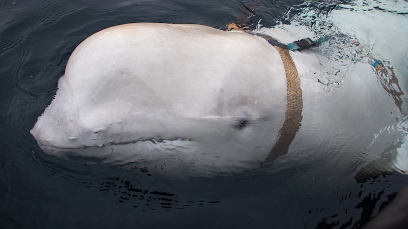Forsker om hvithval med seletøy i Finnmark: Trolig fra den russiske marinen