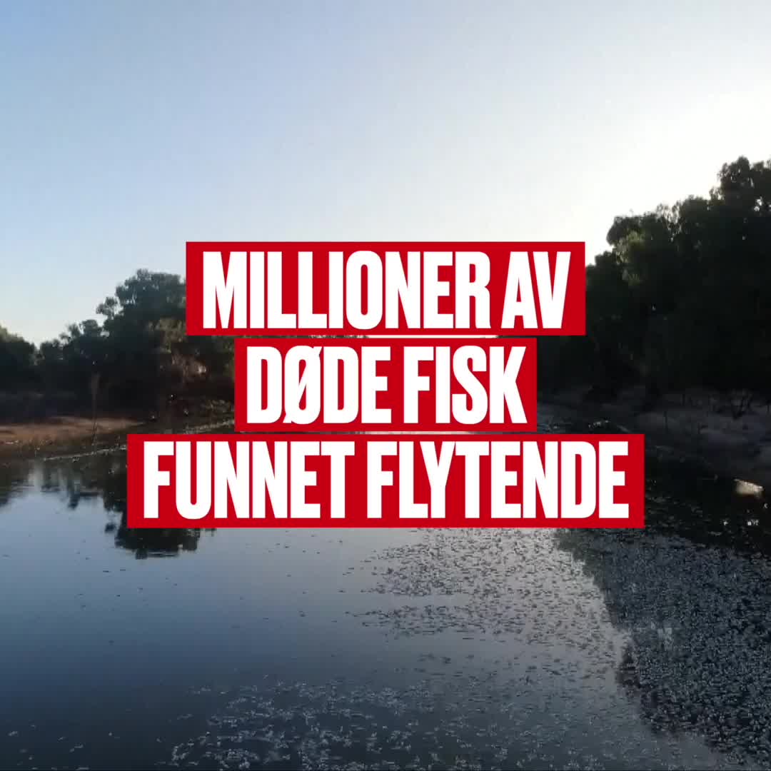 Funnet millioner av døde fisk: – Forferdelig lukt - VGTV